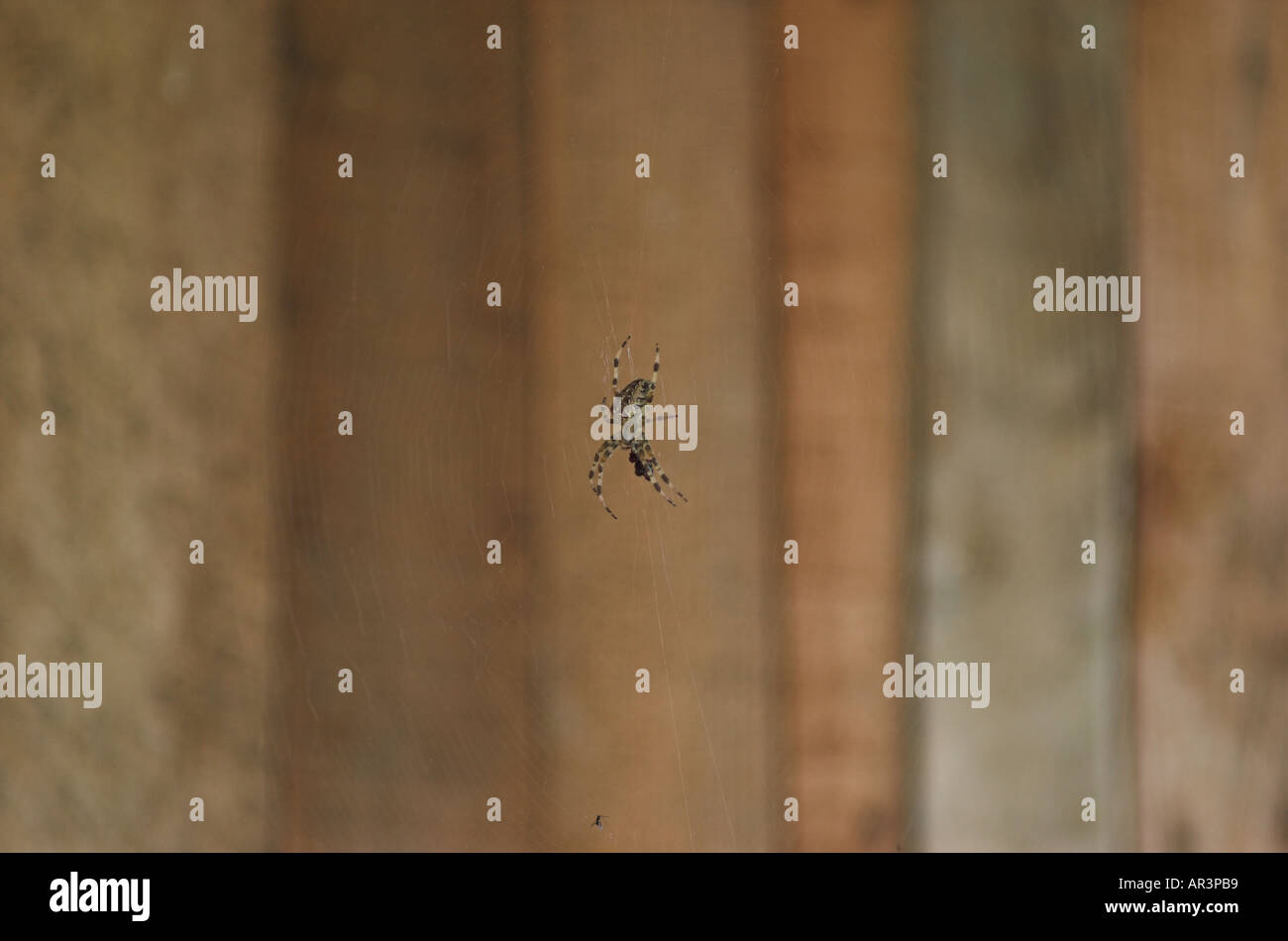 Spider eating small bug Stock Photo - Alamy