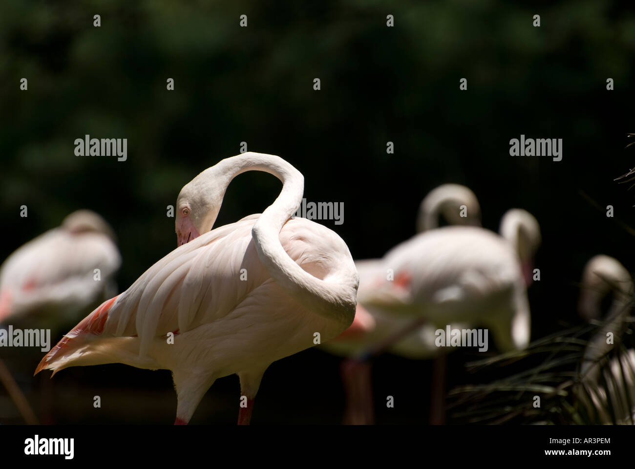Flamingo preening itself Stock Photo - Alamy