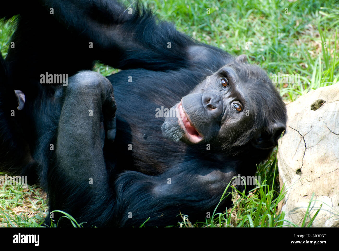 Chimpanzee laying in sun Stock Photo - Alamy