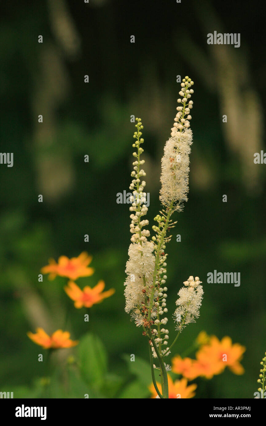 Virginia snake root hi-res stock photography and images - Alamy