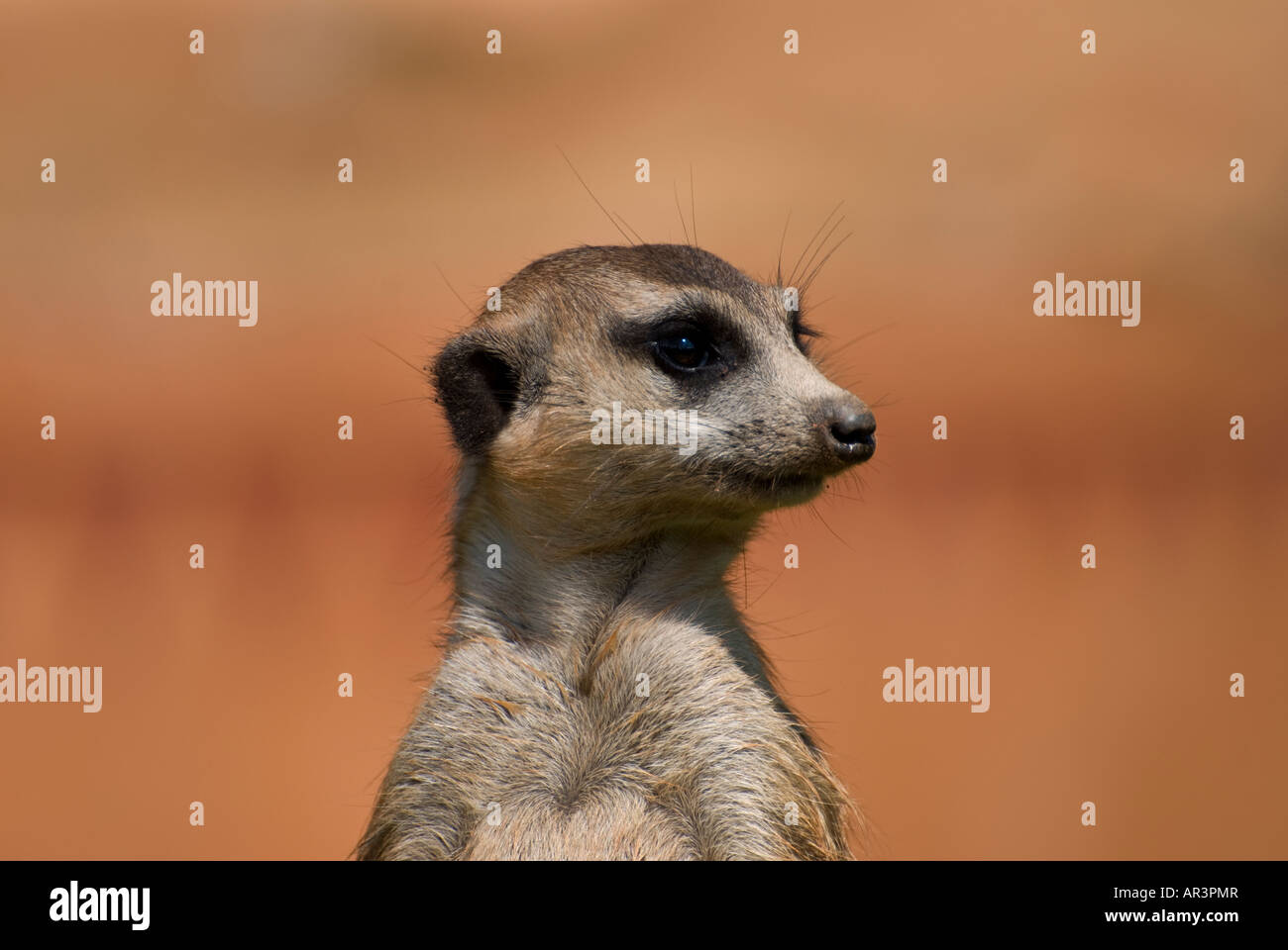 Meerkat head shot Stock Photo - Alamy