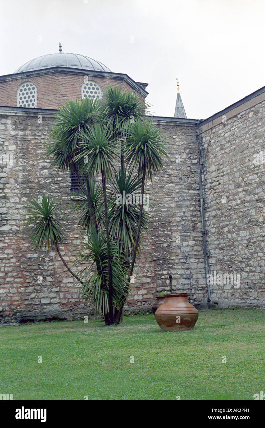 Palm tree in front of Wall, garden of Topkapi, Istanbul, Turkey Stock ...