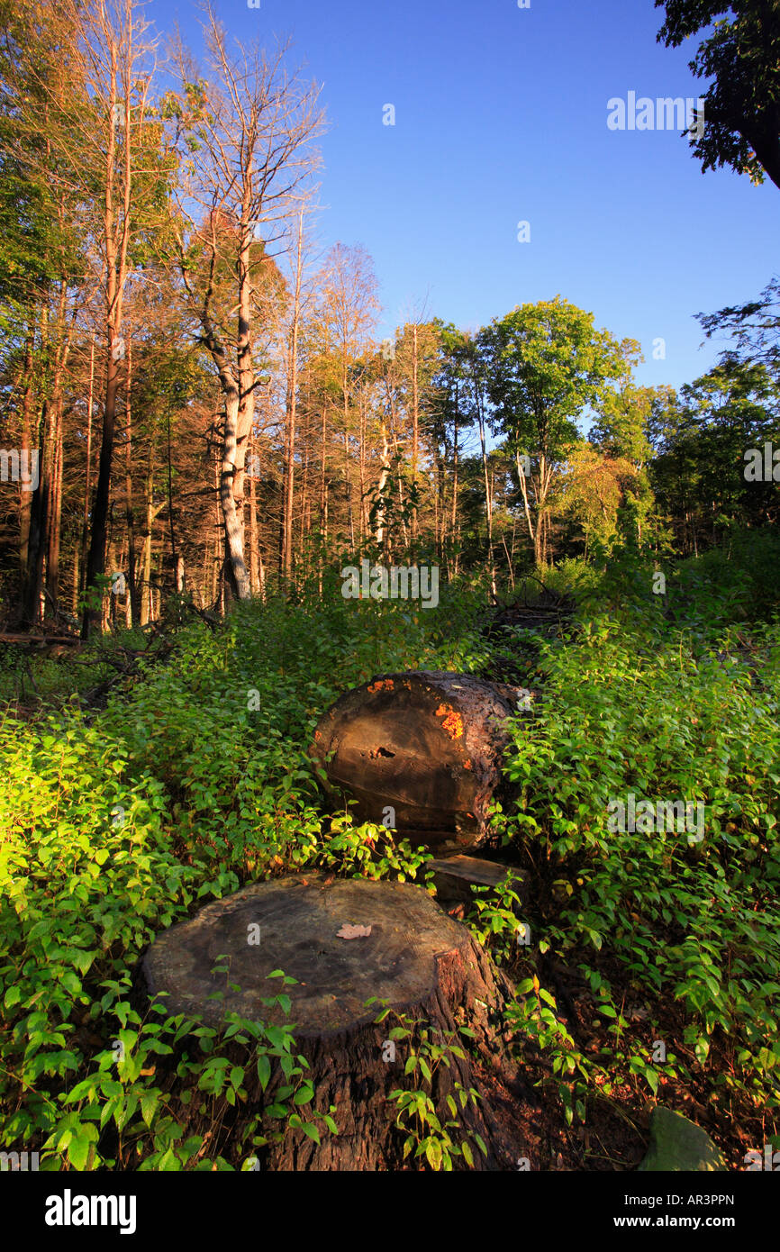 Dead Hemlock Tree Beside Limberlost Trail, Shenandoah National Park ...