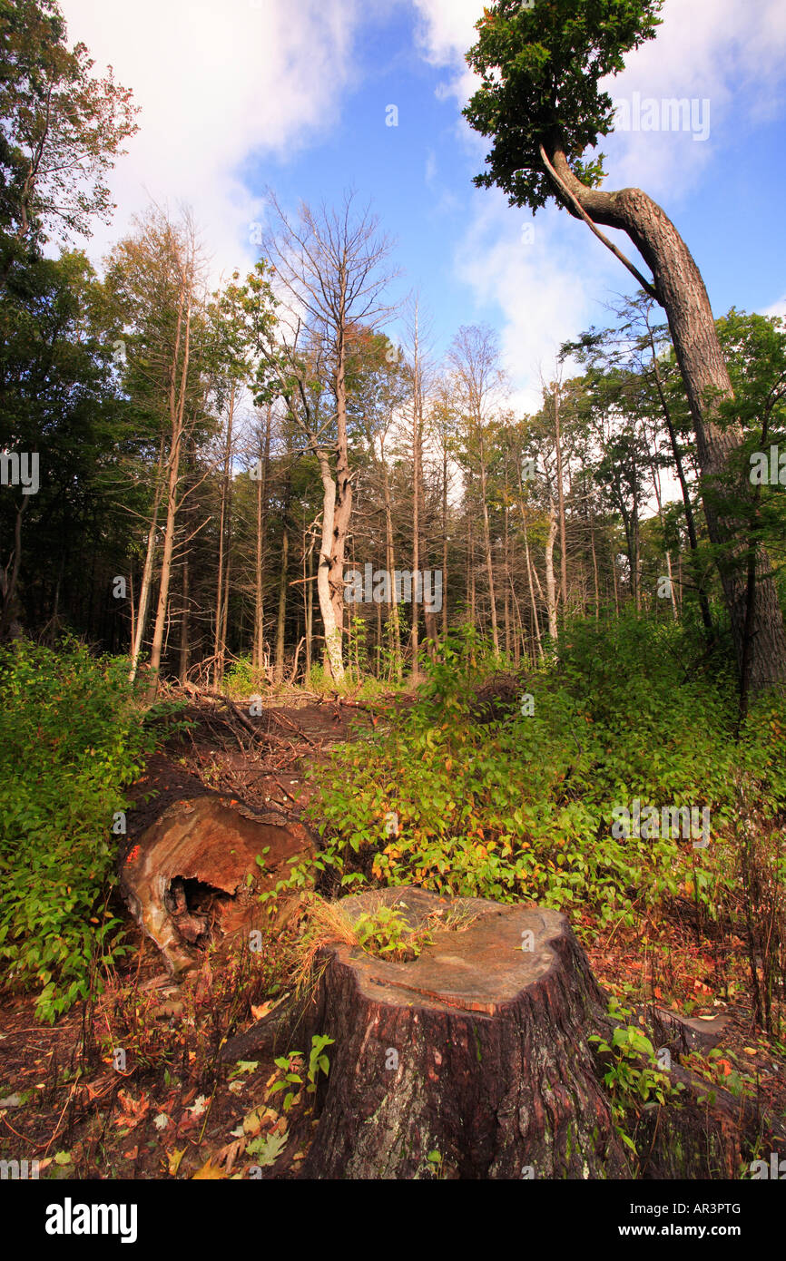 Hemlock woolly adelgid shenandoah hi-res stock photography and images ...