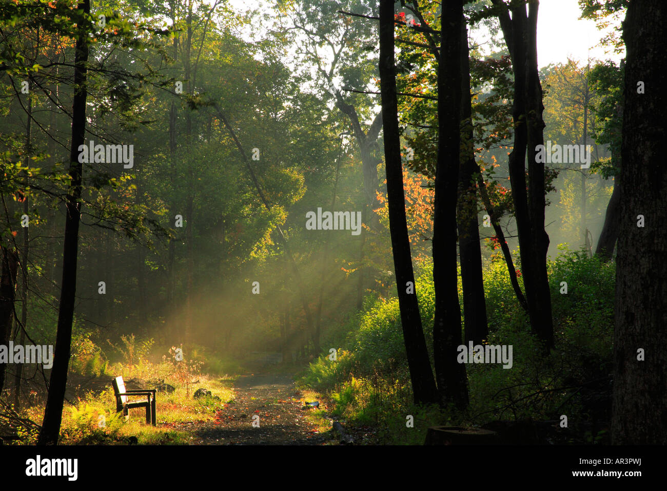 Limberlost park hi-res stock photography and images - Alamy