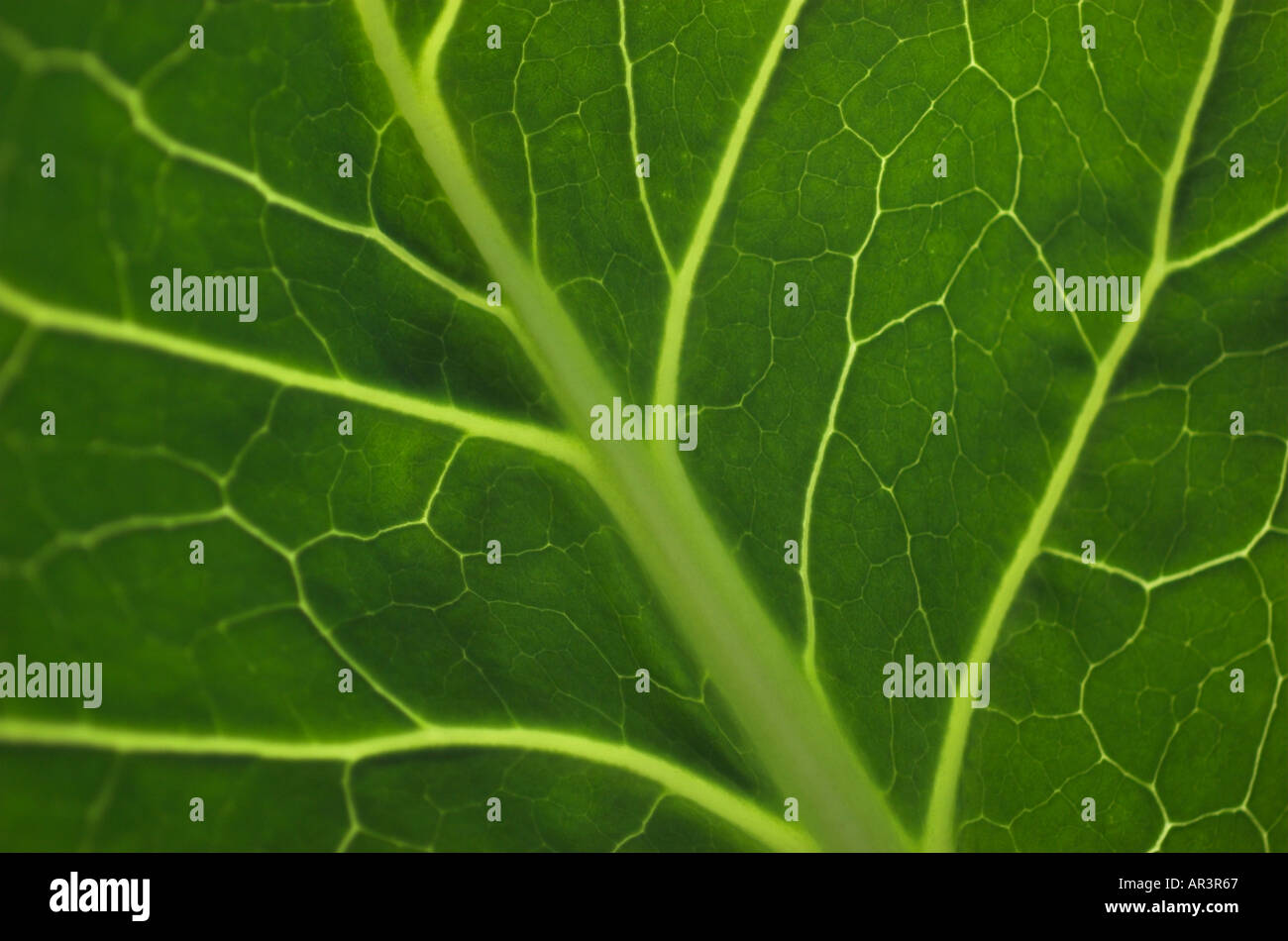 Brussels sprout leaf close-up Stock Photo - Alamy