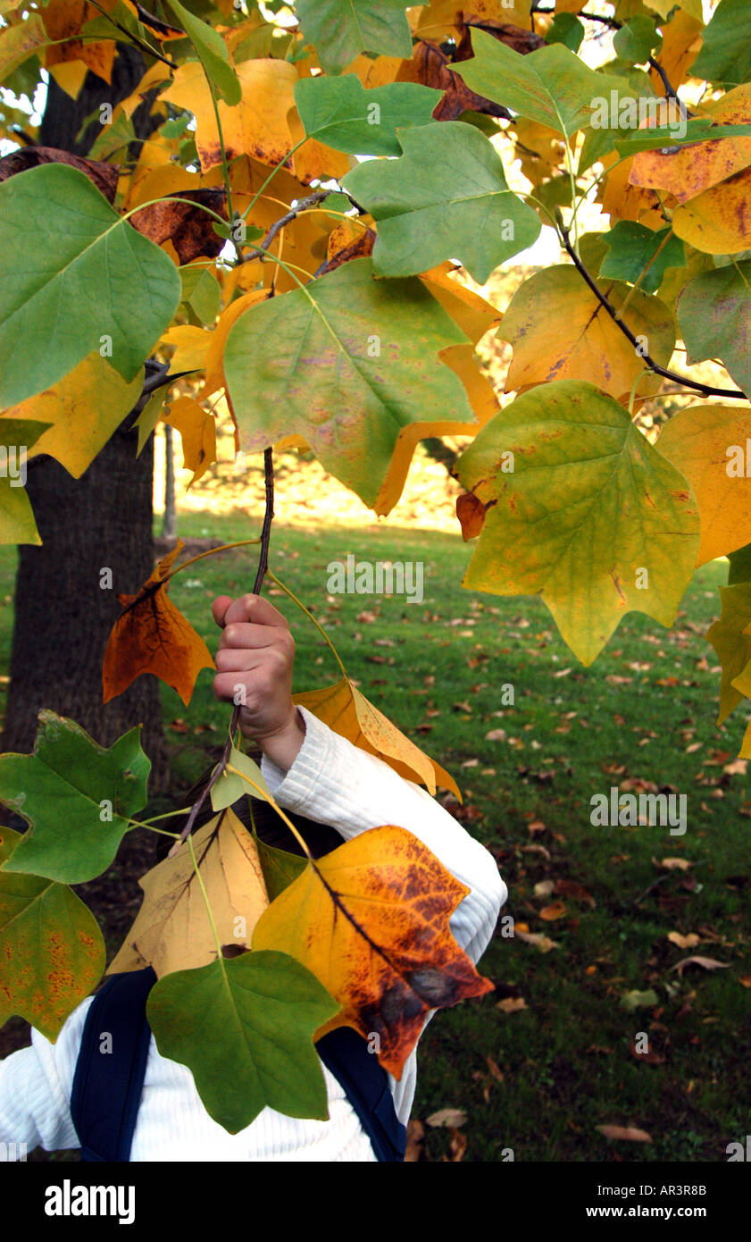 Child hiding behind leaves hi-res stock photography and images - Alamy