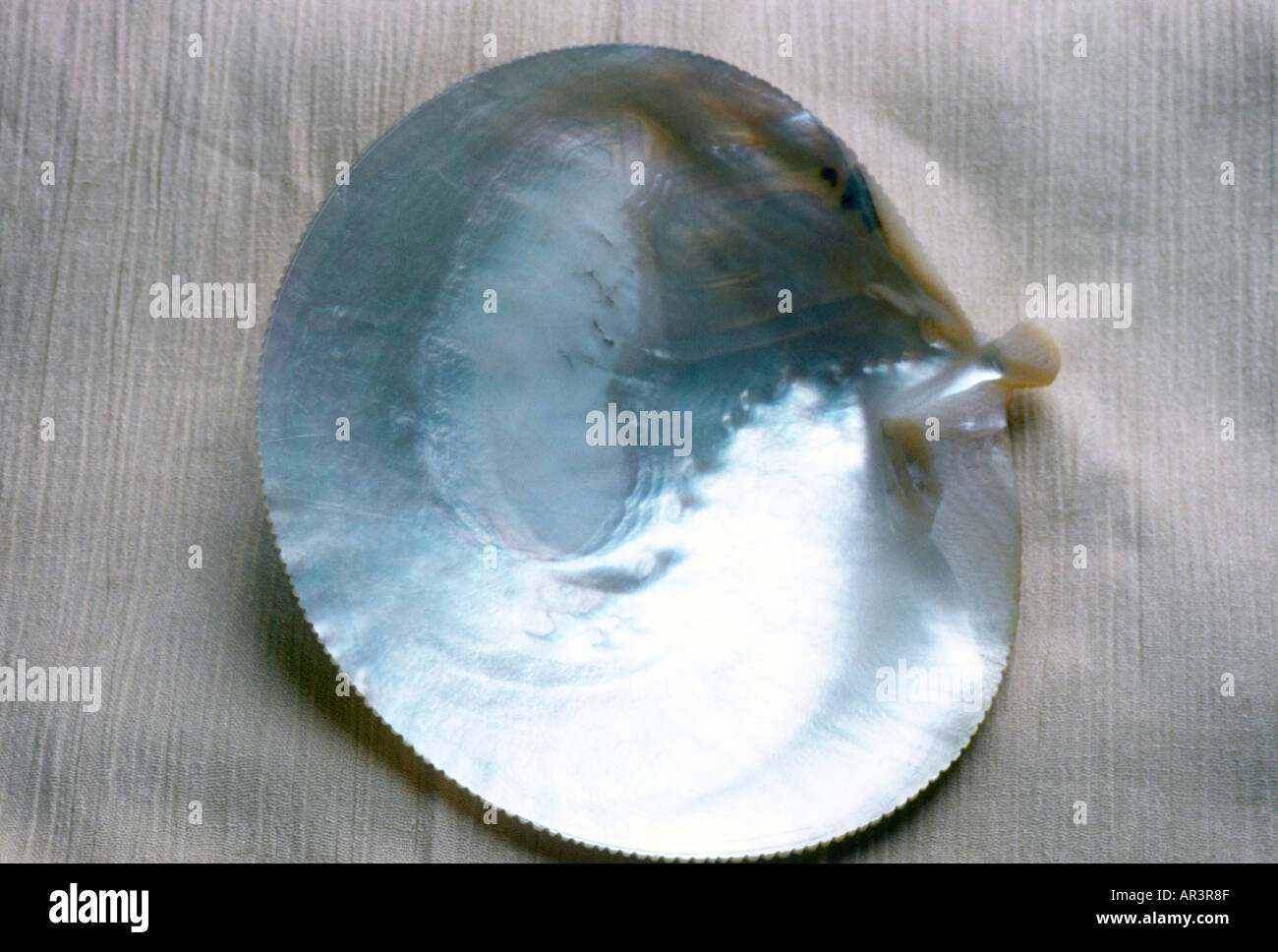 Baptism Shell Symbols