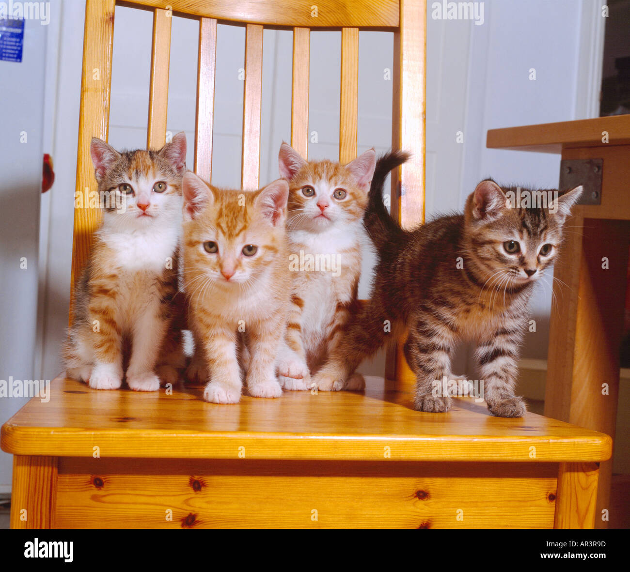 8 weeks old kittens hi-res stock photography and images - Alamy
