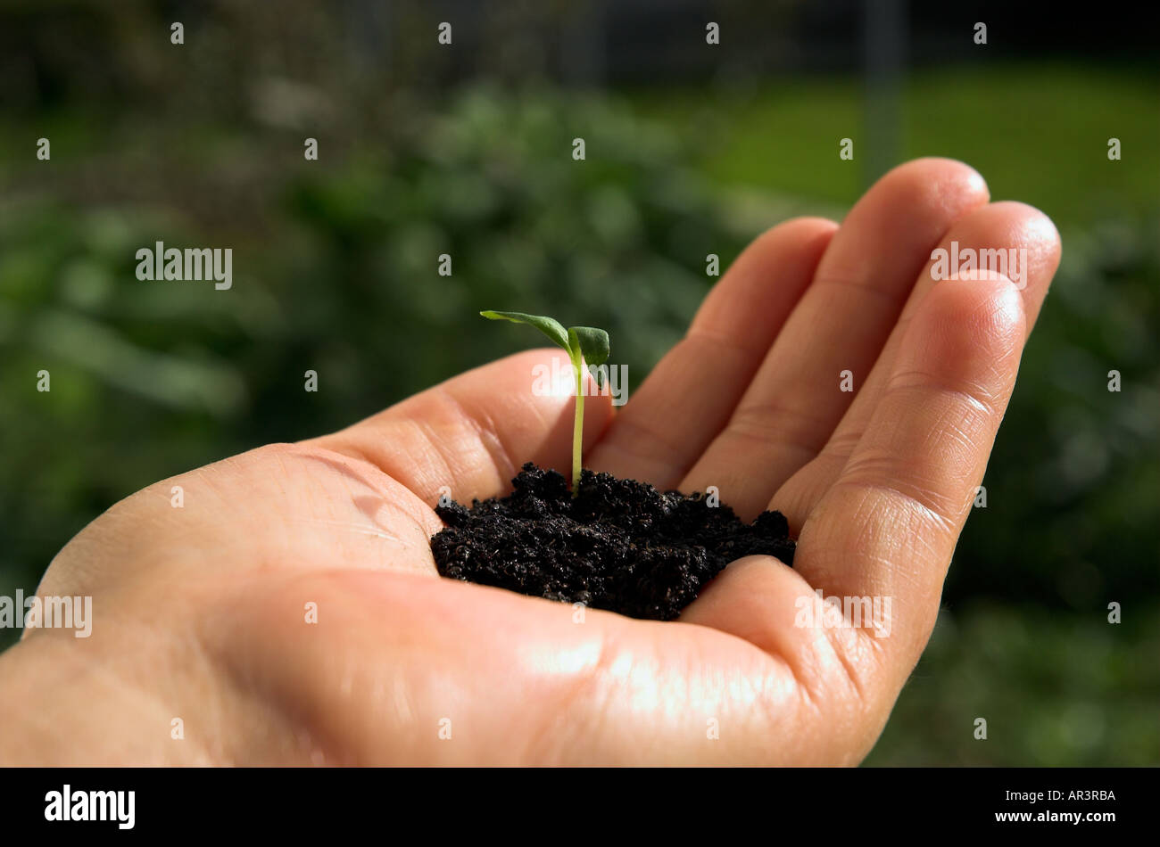 Paprika seedling hi-res stock photography and images - Alamy