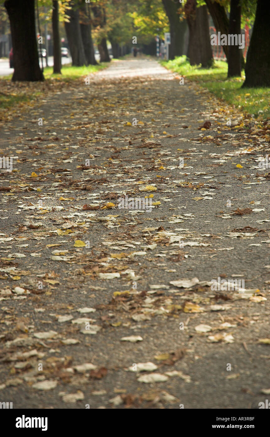 Sidewalk covered in fall leaves hi-res stock photography and images - Alamy