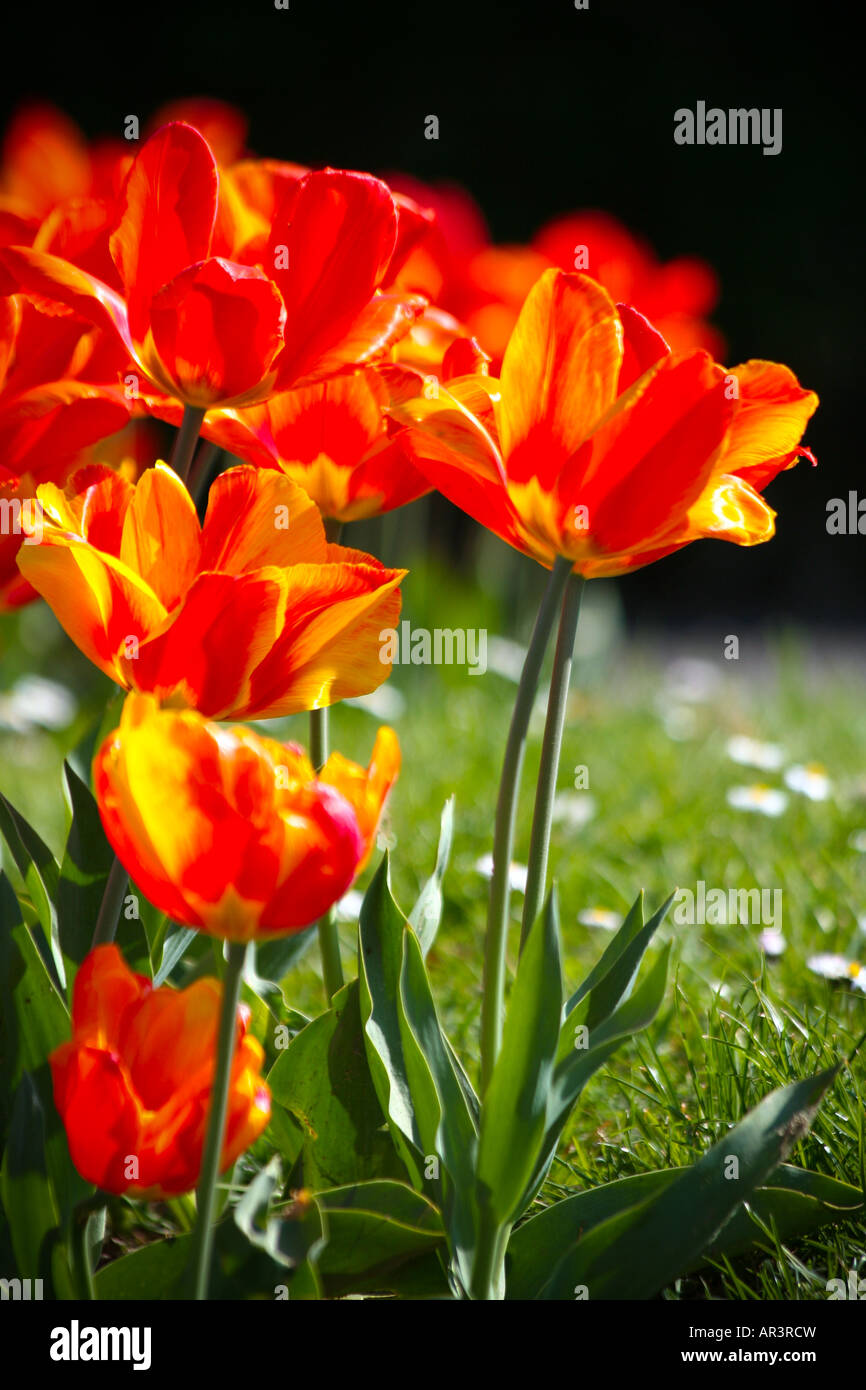 A set of strong red-gold glowing tulips against a black background ...