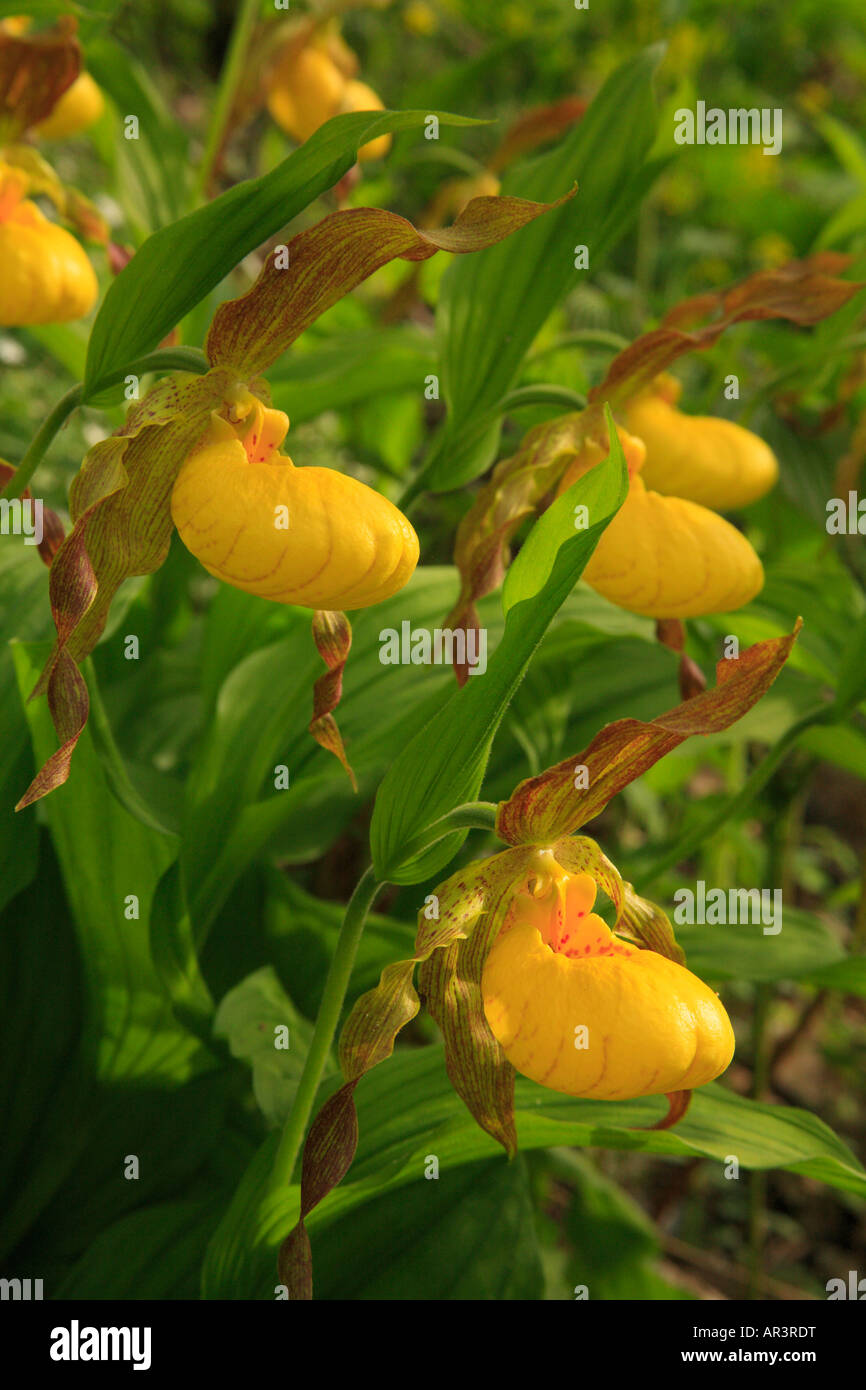 Lady slippers drive hi-res stock photography and images - Alamy