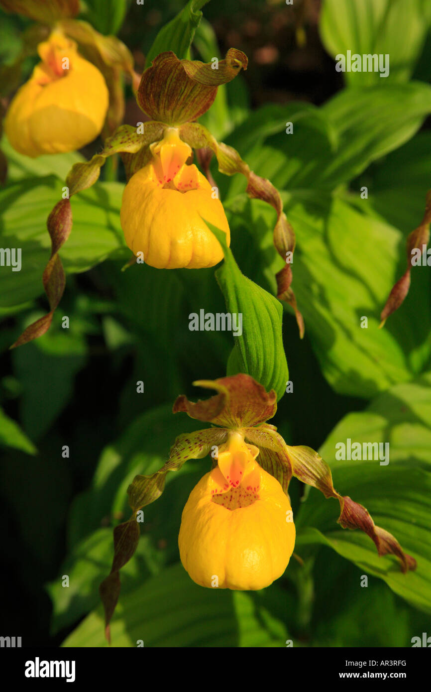 Lady slippers drive hi-res stock photography and images - Alamy
