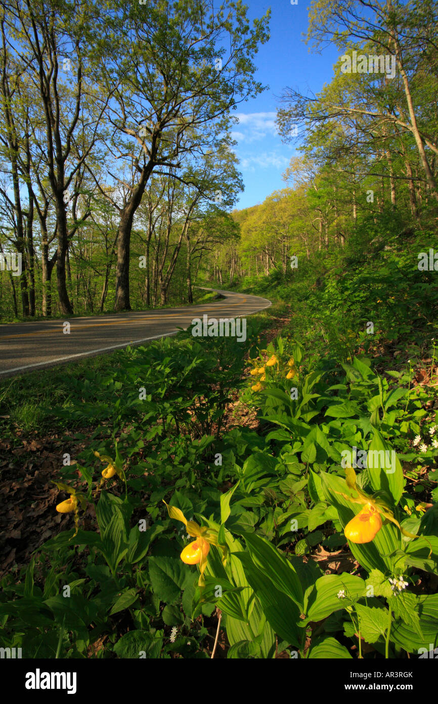 Lady slippers drive hi-res stock photography and images - Alamy