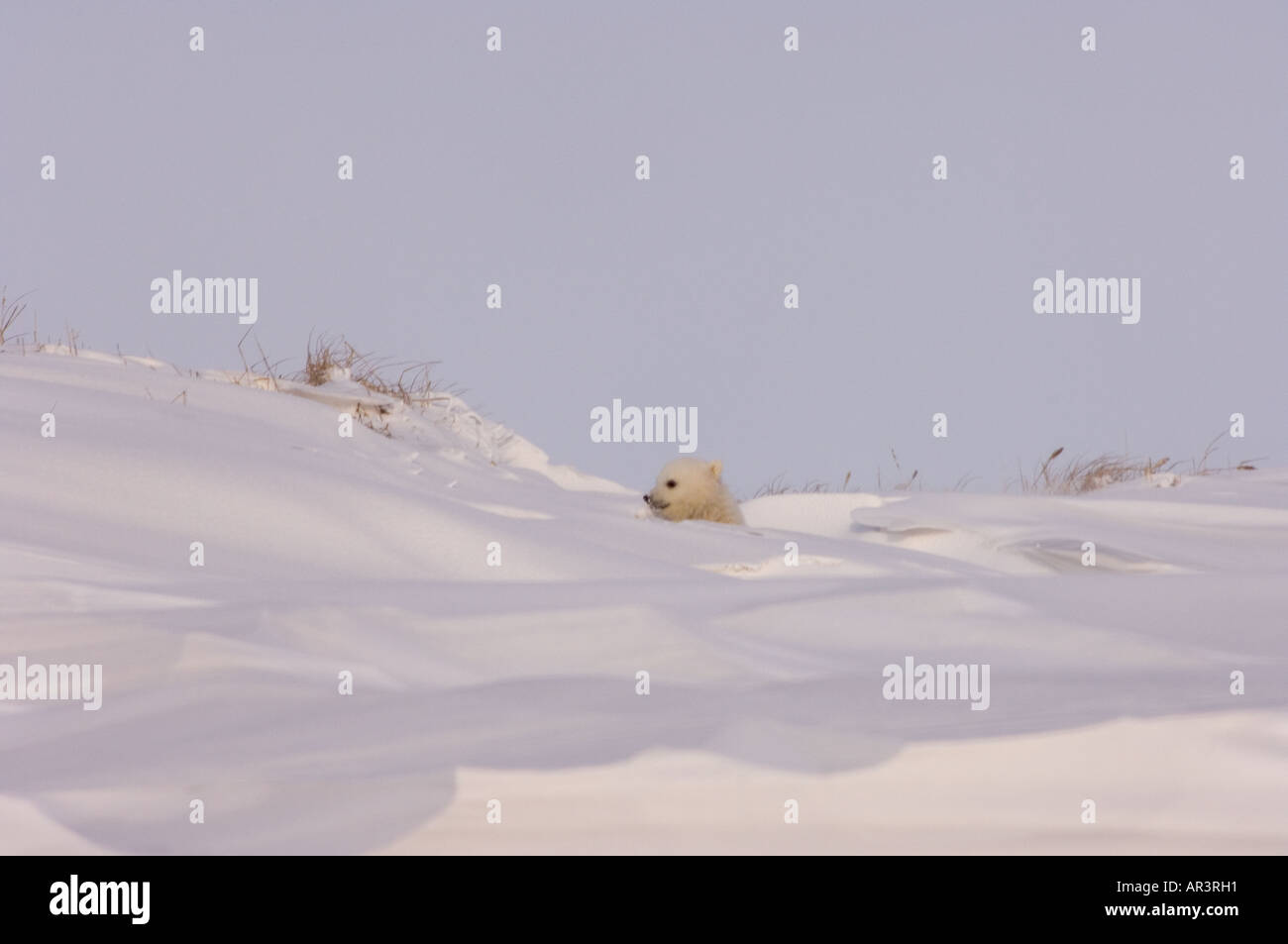 Poking bear hi-res stock photography and images - Alamy