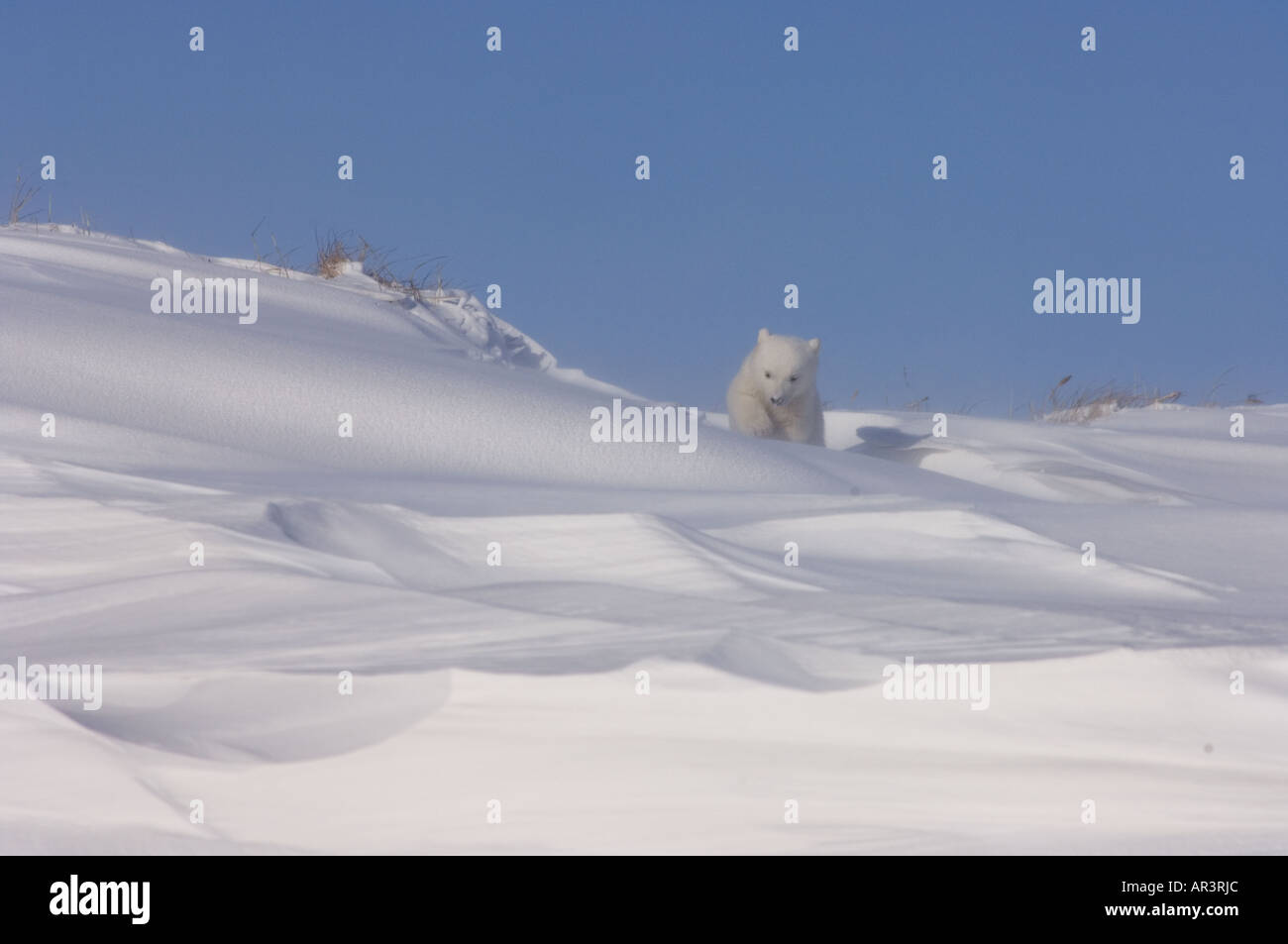 Poking bear hi-res stock photography and images - Alamy