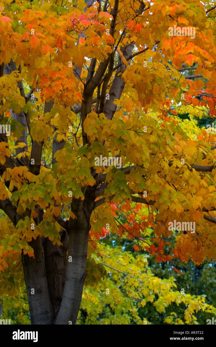 maple tree in transition Stock Photo - Alamy