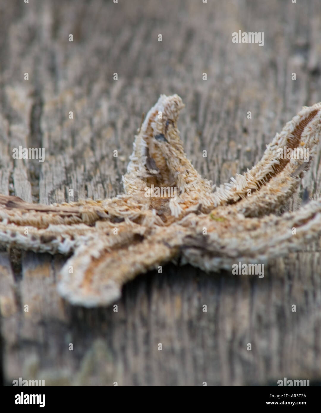 Death starfish hi-res stock photography and images - Alamy