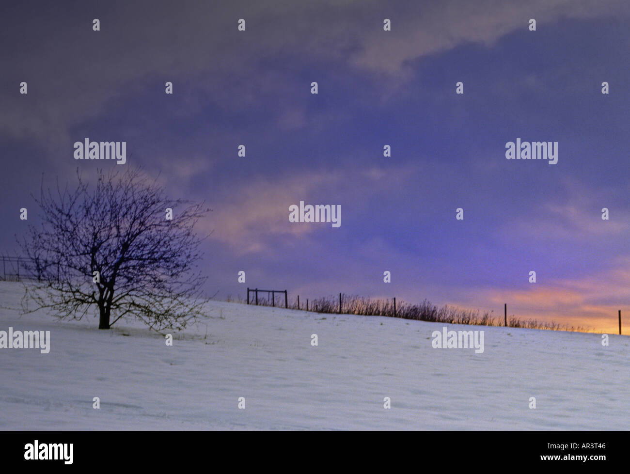 Winter Sunrise purple snow isolated tree Stock Photo - Alamy