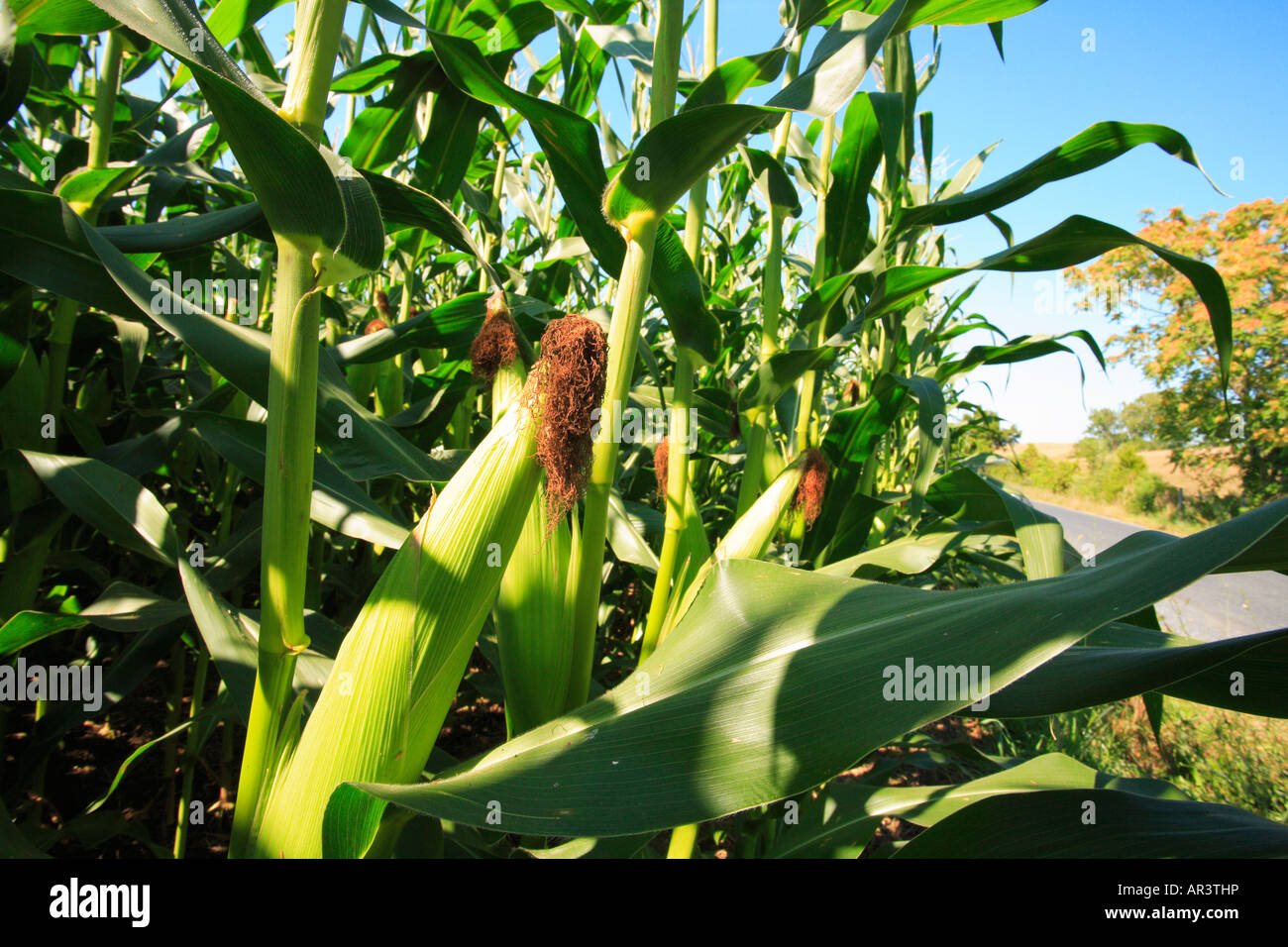Corn Field, Springhill, Shenandoah Valley, Virginia, USA Stock Photo ...
