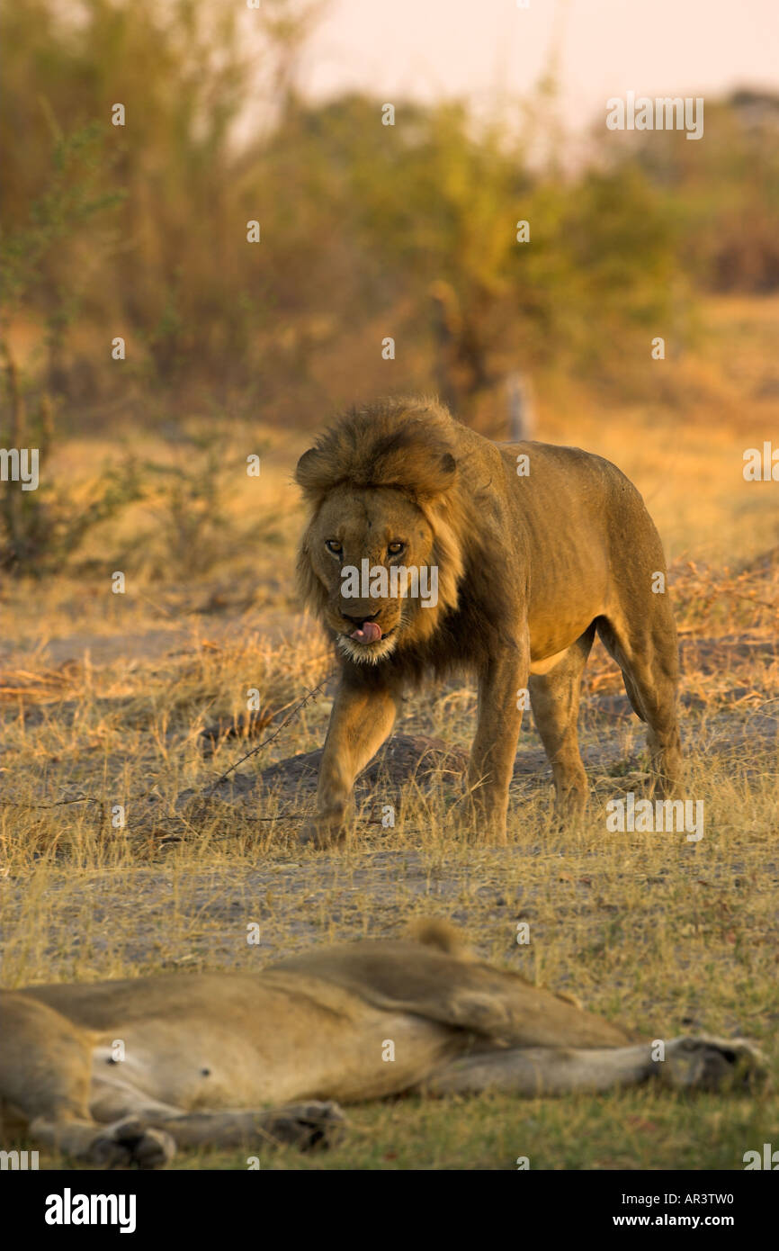 Lions in courtship ritual hi-res stock photography and images - Alamy