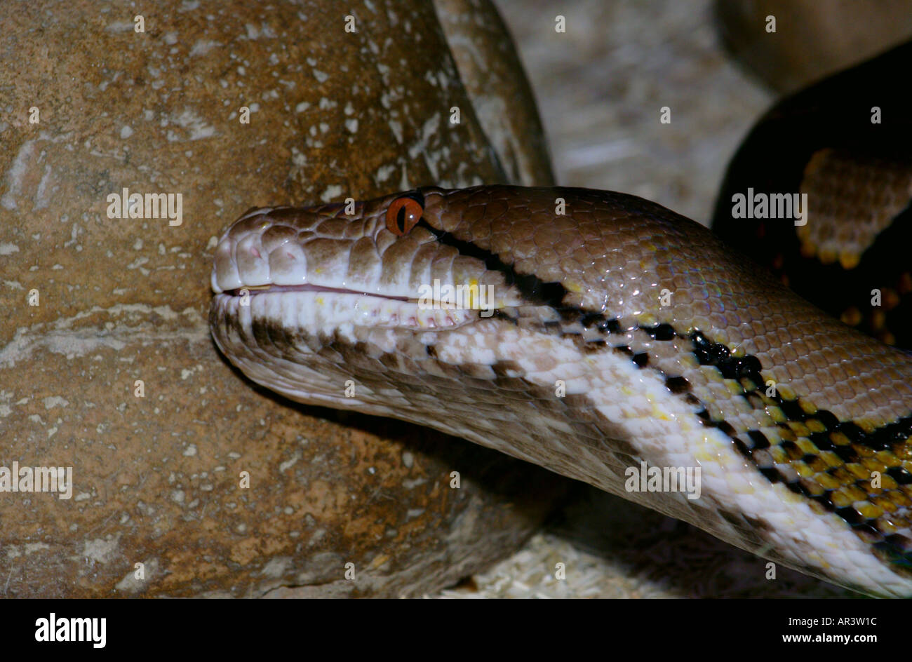 Rainbow python hi-res stock photography and images - Alamy