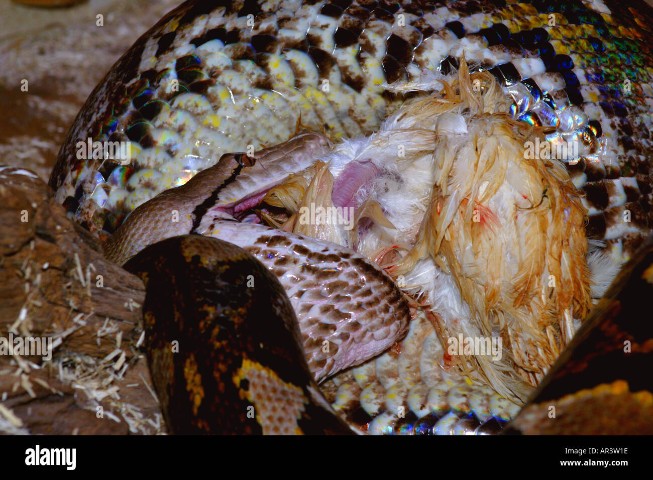 Black chicken snake hi-res stock photography and images - Alamy