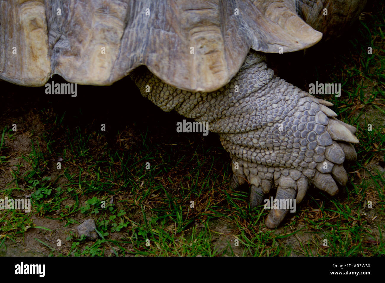 Claw of a giant turtle Stock Photo - Alamy