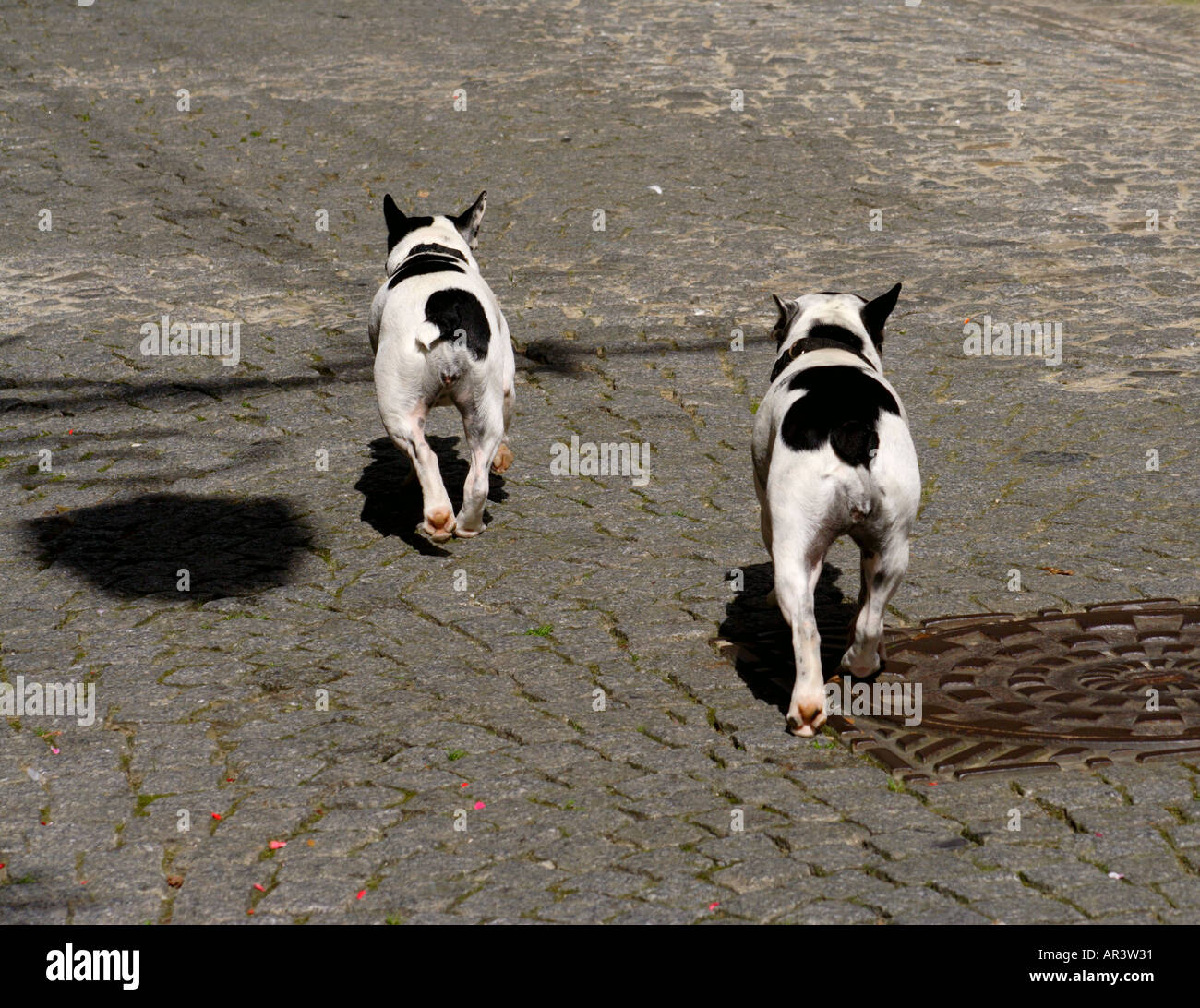 Dappled french bulldog hi-res stock photography and images - Alamy