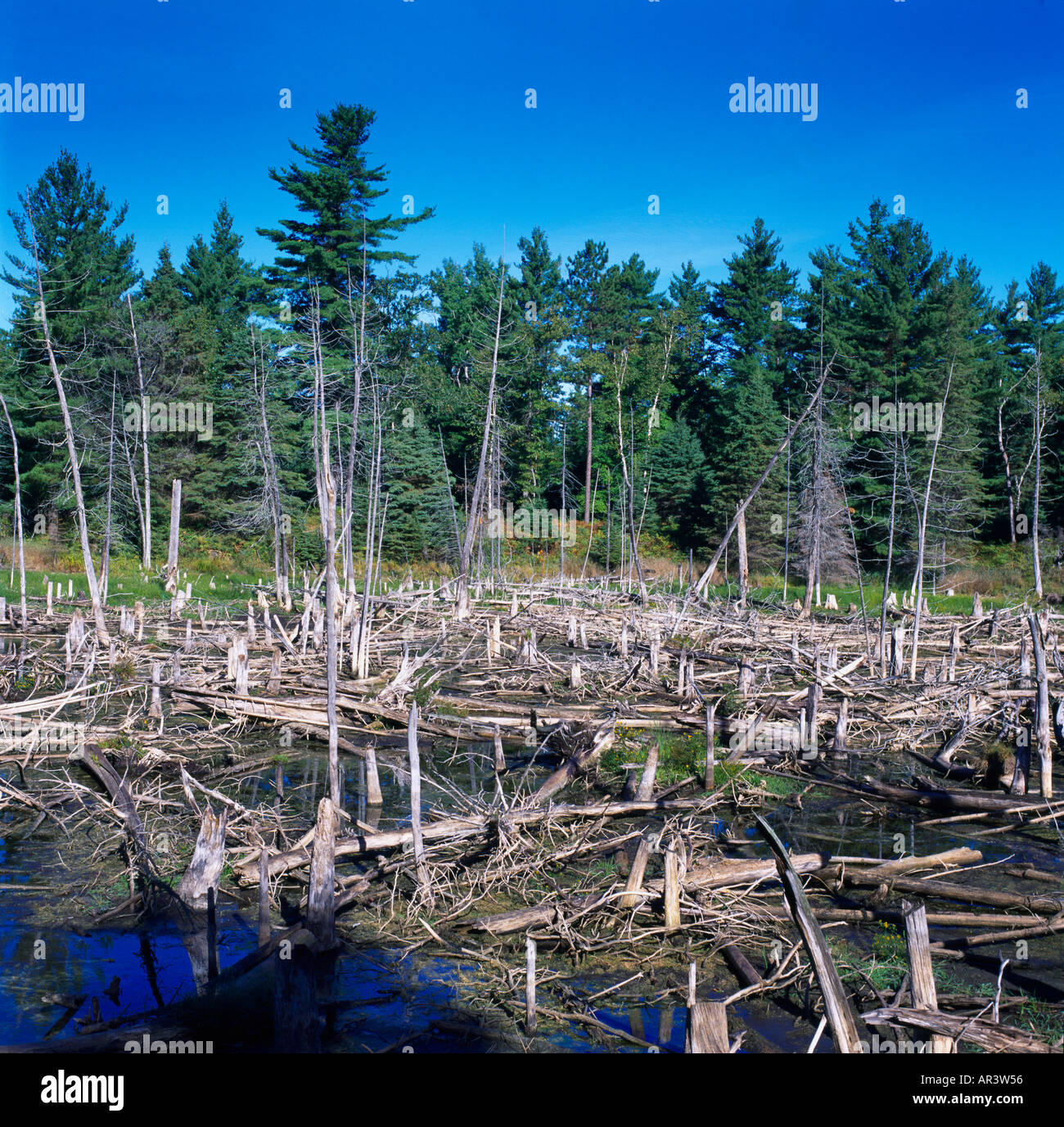 Dying trees hi-res stock photography and images - Alamy