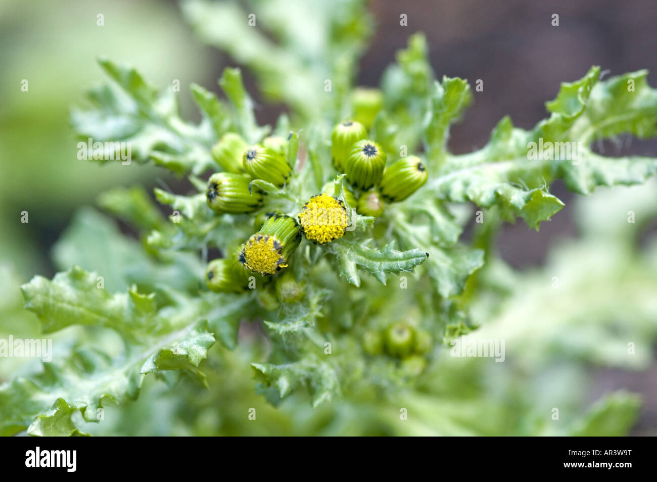 Groundsel weed hi-res stock photography and images - Alamy