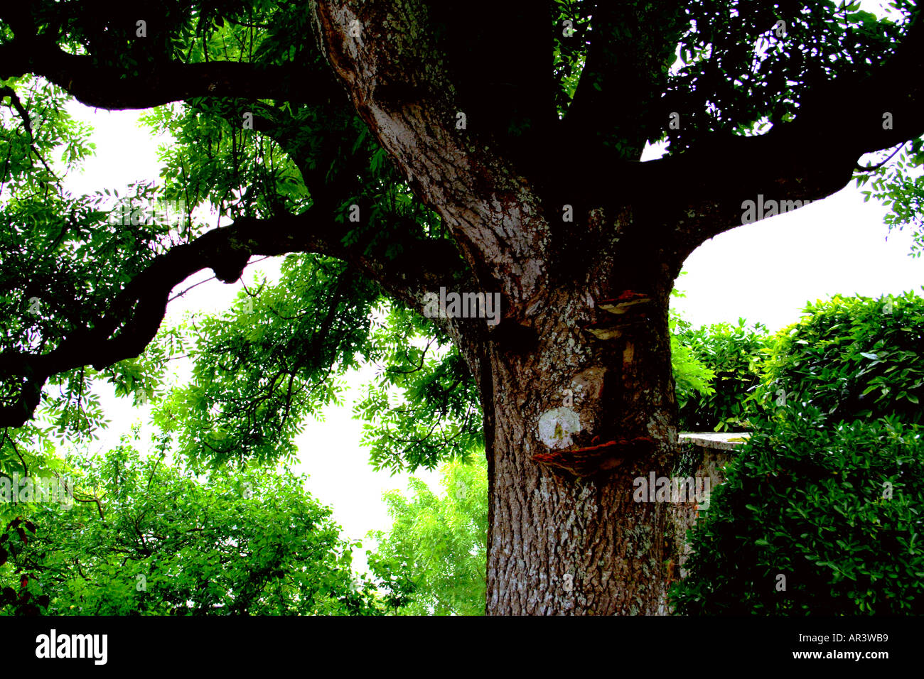 Tree trunk at the top Stock Photo - Alamy