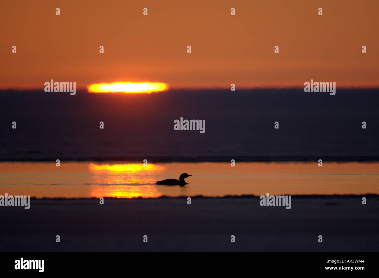 loon swimming in an open lead silhouetted at sunset 1002 coastal plain ...
