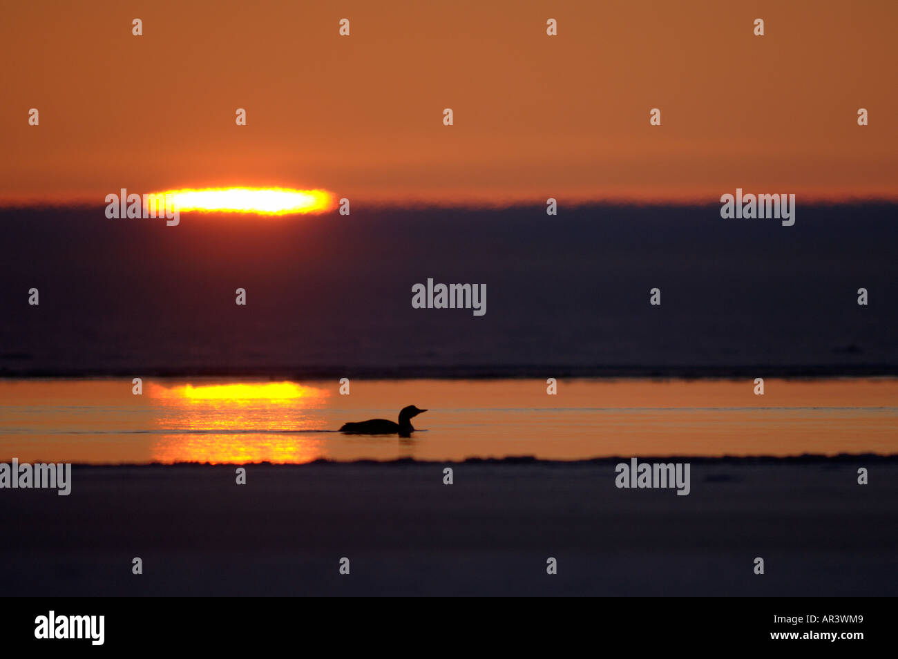 loon swimming in an open lead silhouetted at sunset 1002 coastal plain ...