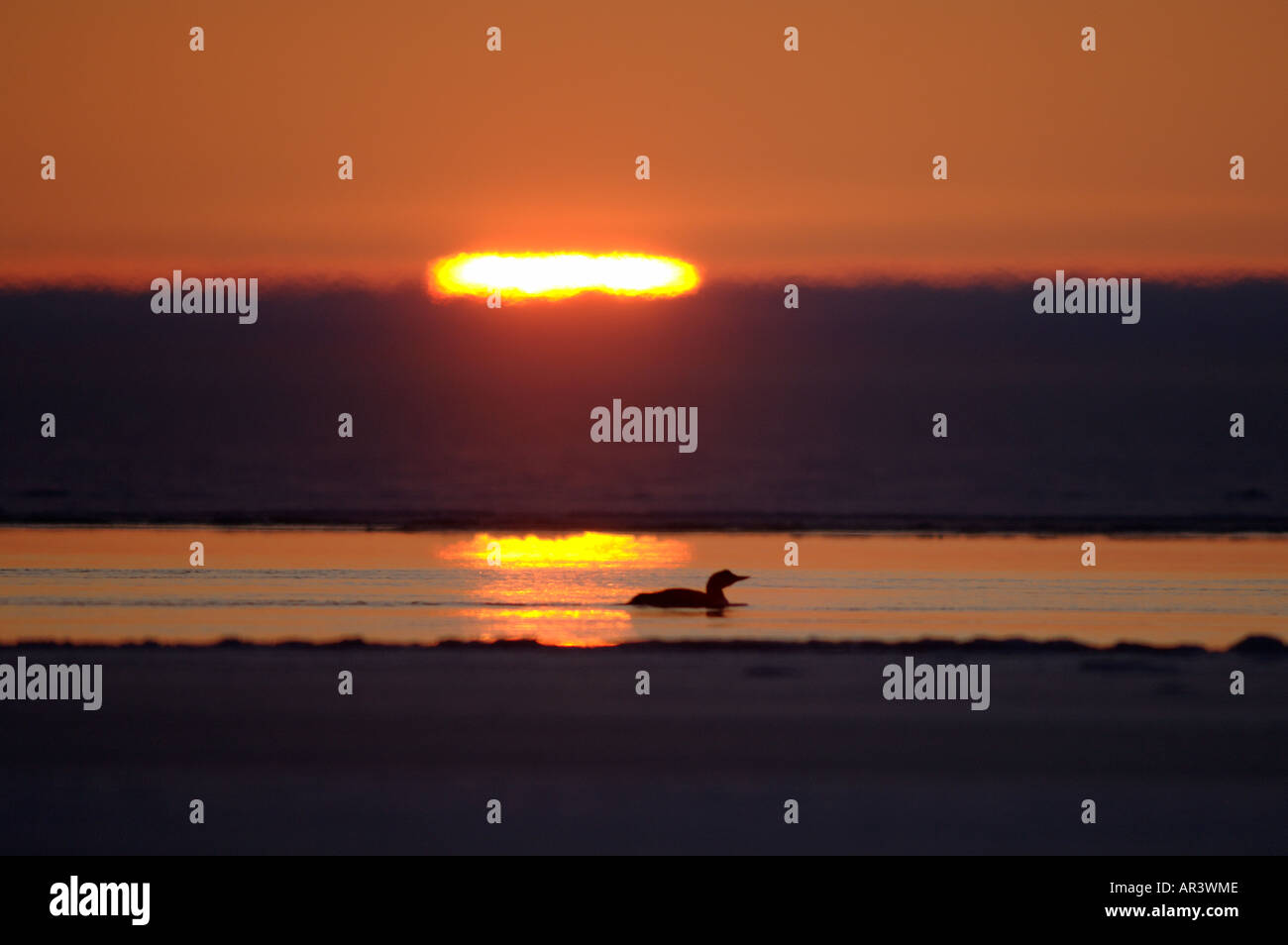 loon swimming in an open lead silhouetted at sunset 1002 coastal plain ...
