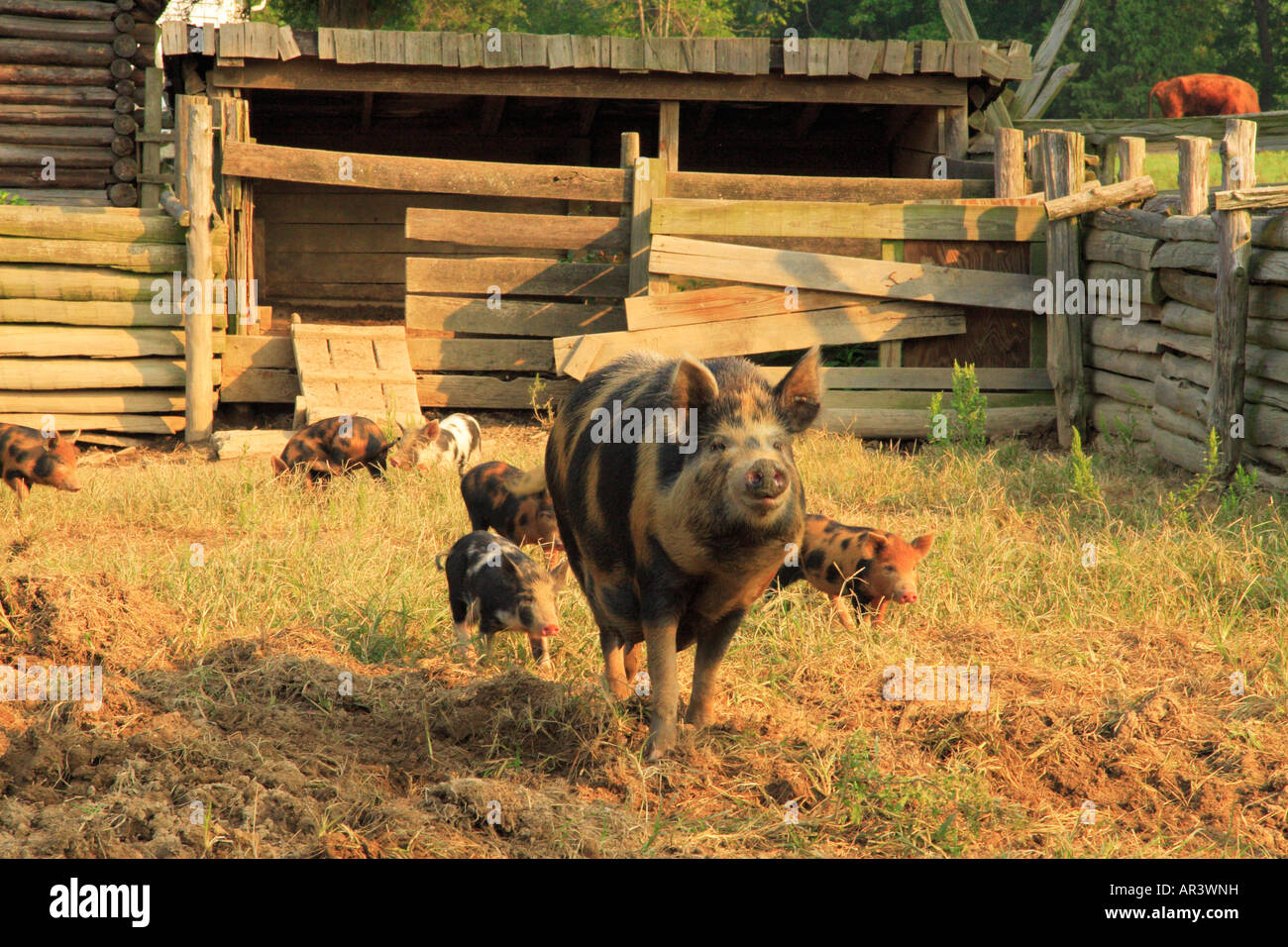 Sow and Piglets, George Washington Birthplace National Monument ...
