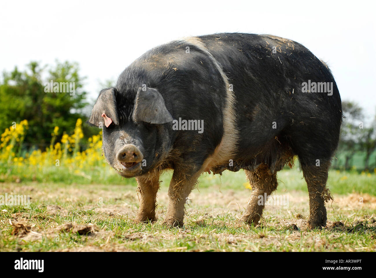 Saddleback pig hi-res stock photography and images - Alamy