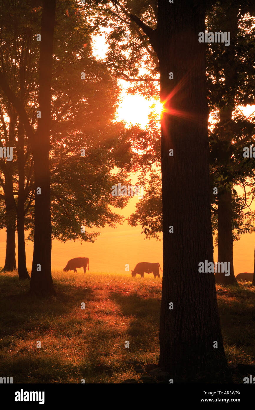Dawn sunny fog foggy haze hazy farm hi-res stock photography and images ...