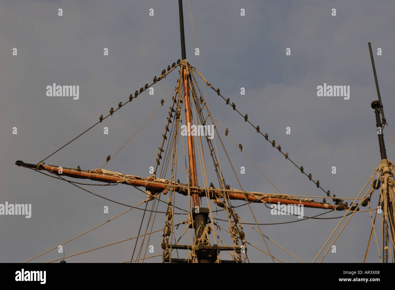 Starlings on the rigging of the Tall Ship Grand Turk Stock Photo - Alamy