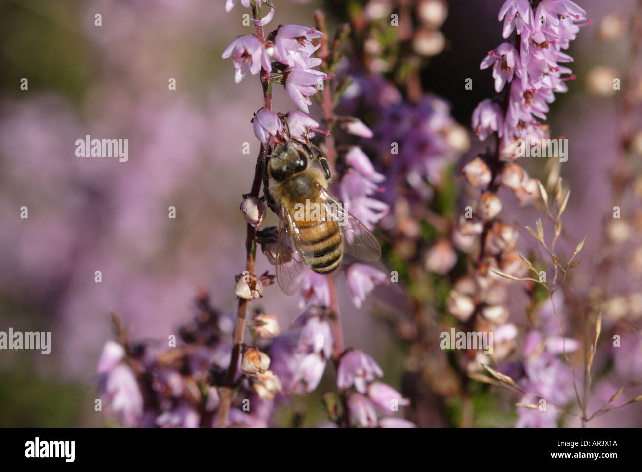 Bee on Heather Stock Photo - Alamy
