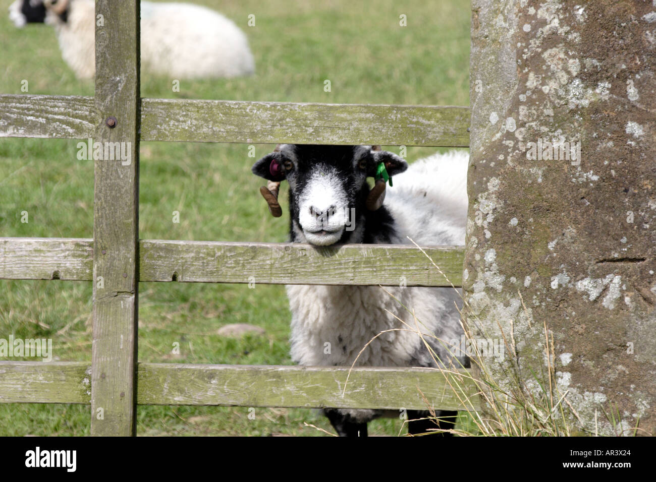 Sheep gate hi-res stock photography and images - Alamy