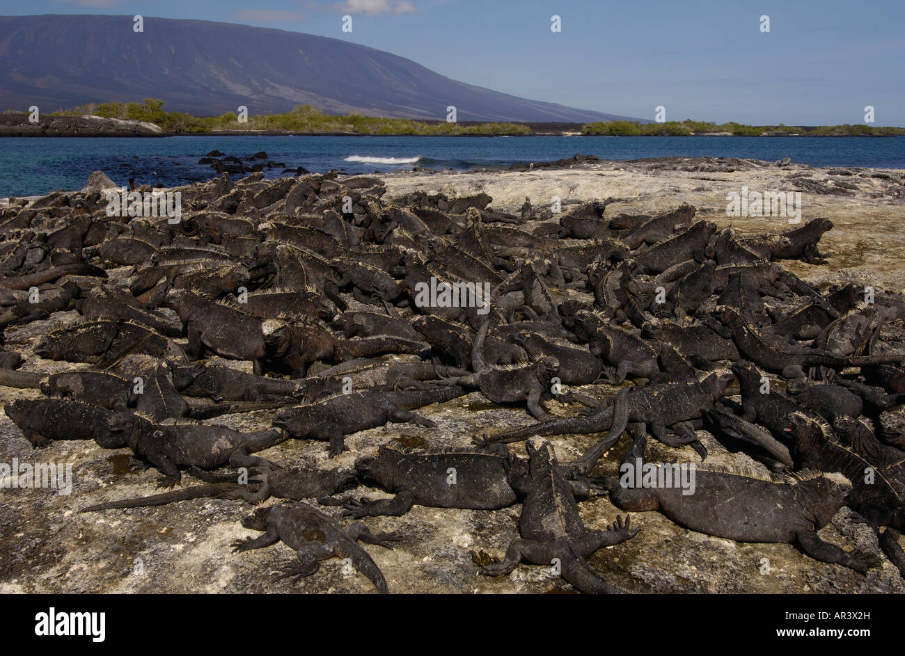 Fernandina Island Galapagos