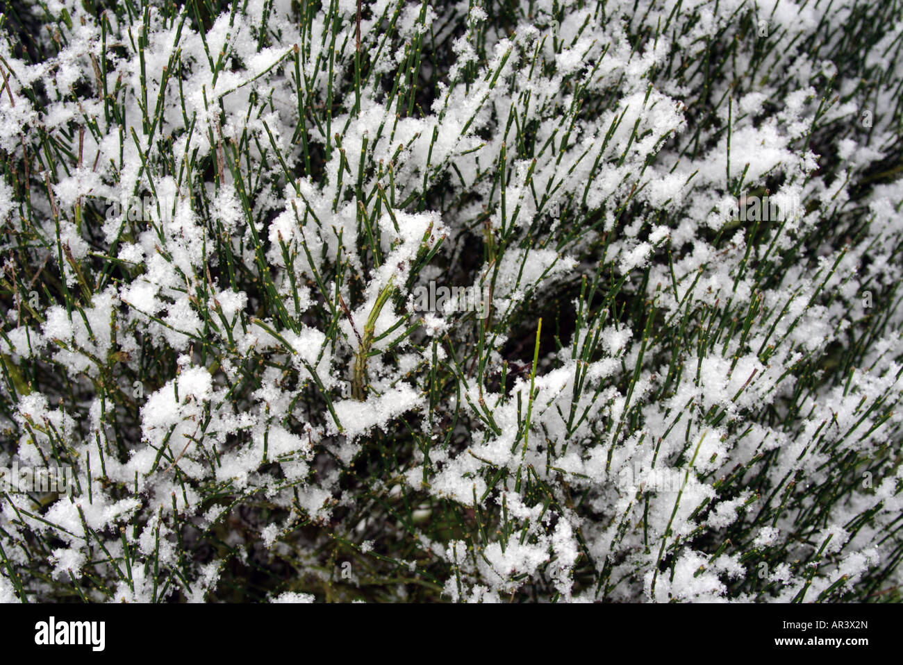 First snow flakes hi-res stock photography and images - Alamy