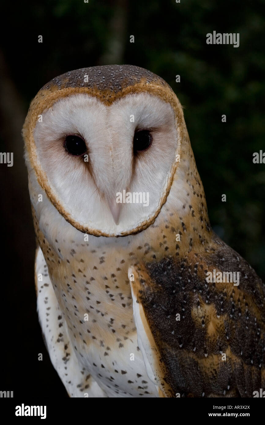 American barn owl hi-res stock photography and images - Alamy