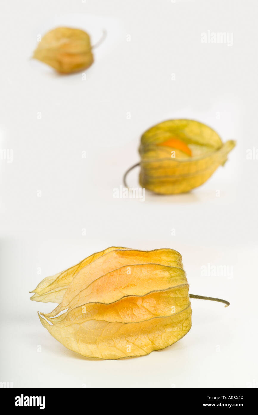 Physalis three 3 Chinese Gooseberry Stock Photo - Alamy