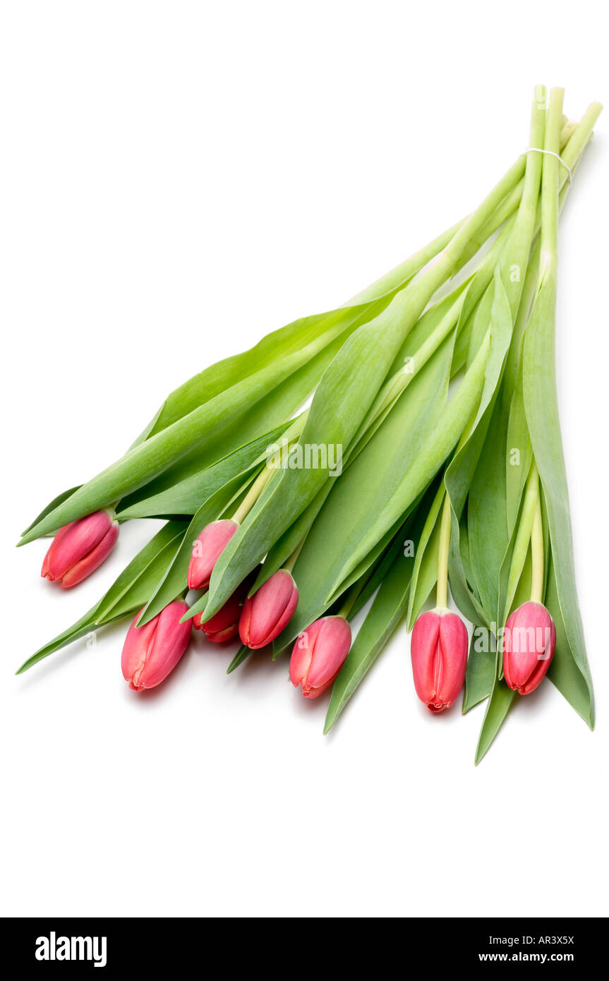 Red tulips background in Cut Out Stock Images & Pictures - Alamy
