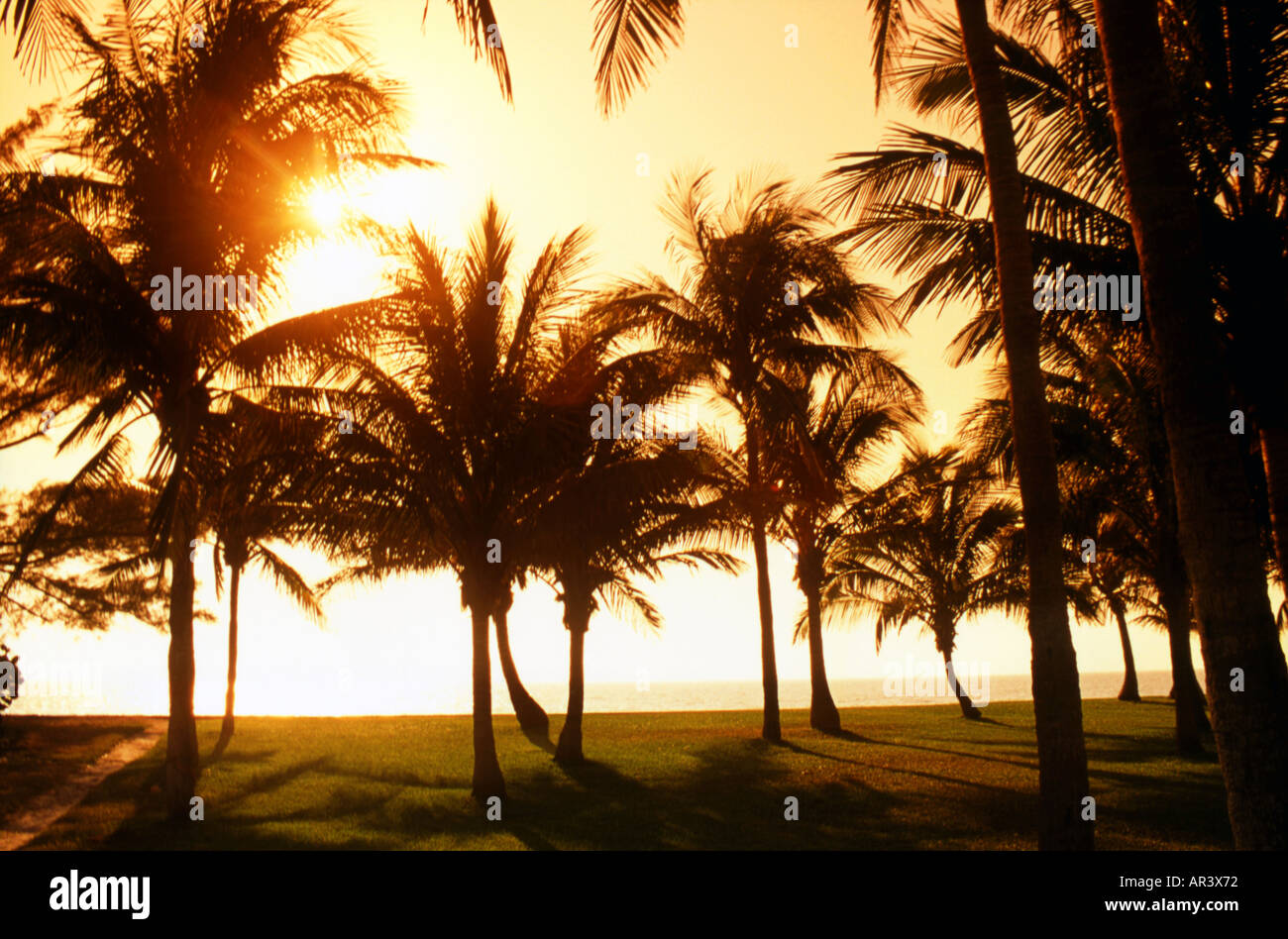 Tropical Palm Tree Grove Stock Photo - Alamy