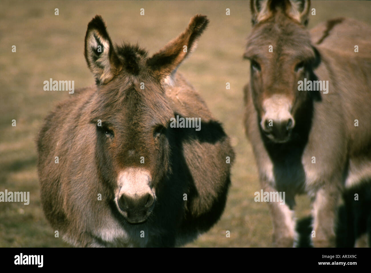 Two Burro s Stock Photo - Alamy