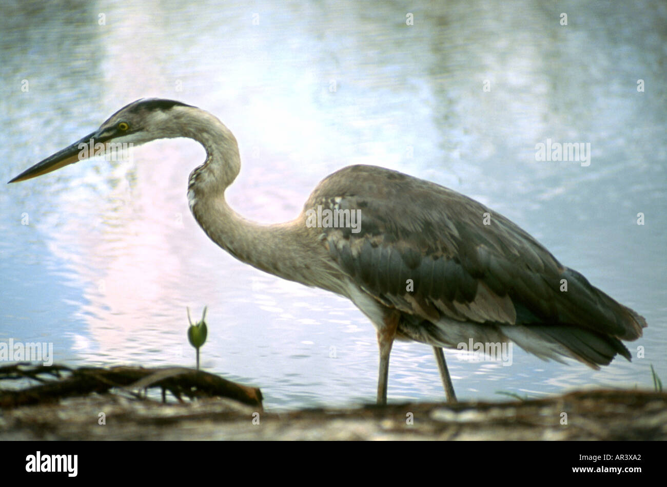 Great Blue Heron Hunting Stock Photo - Alamy